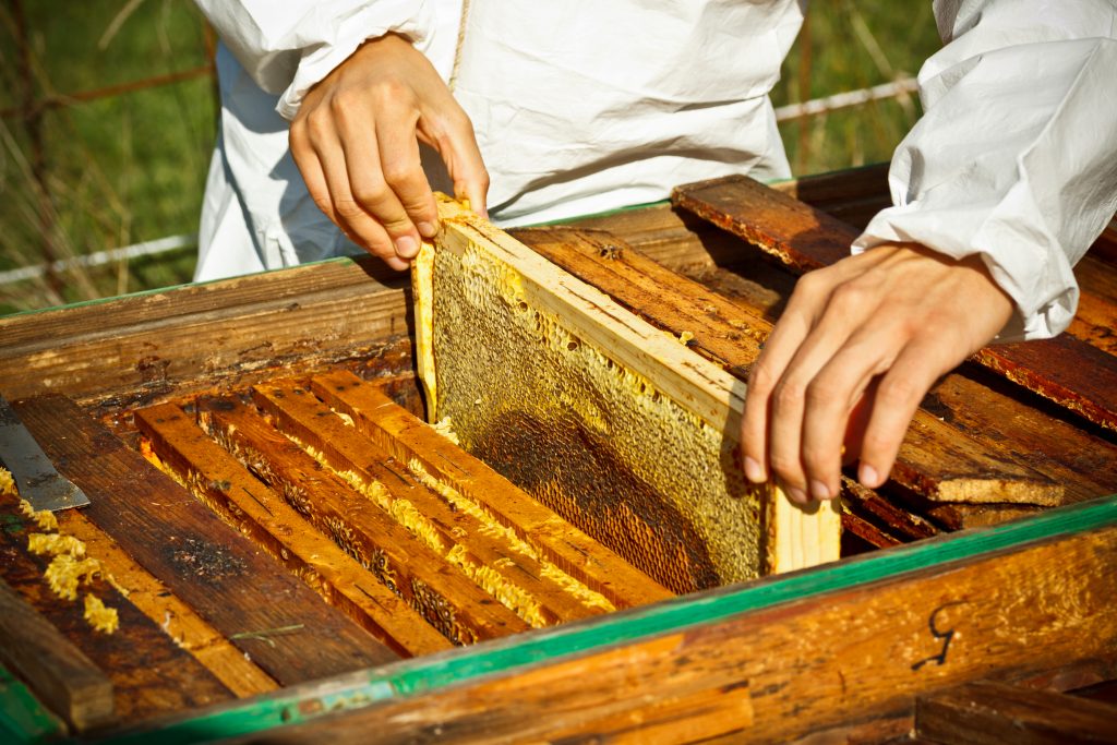 Beekeeping – WATTLE GROVE HONEY & BEEKEEPING SUPPLIES